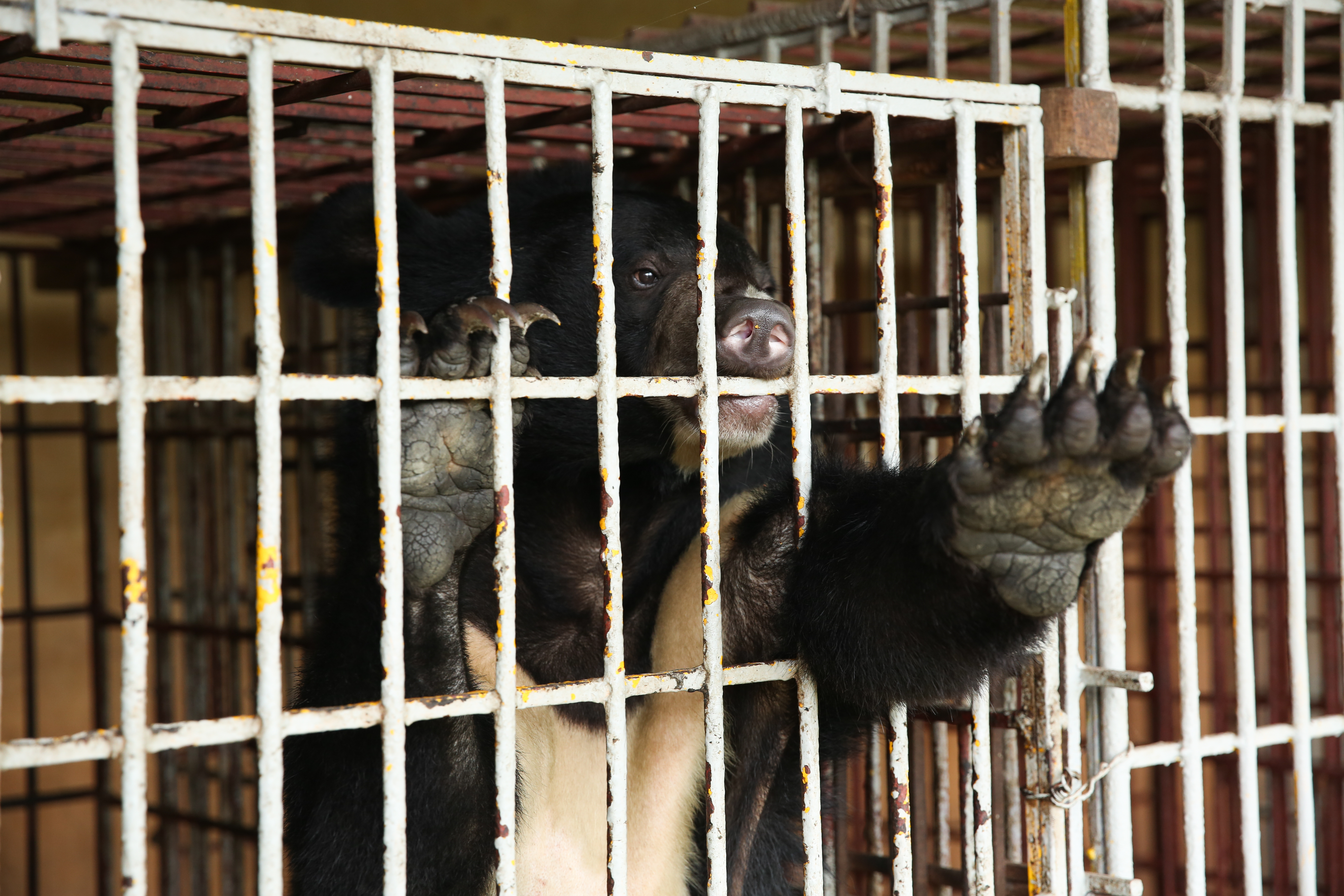Be a voice for captive bears | World Animal Protection UK | Take action