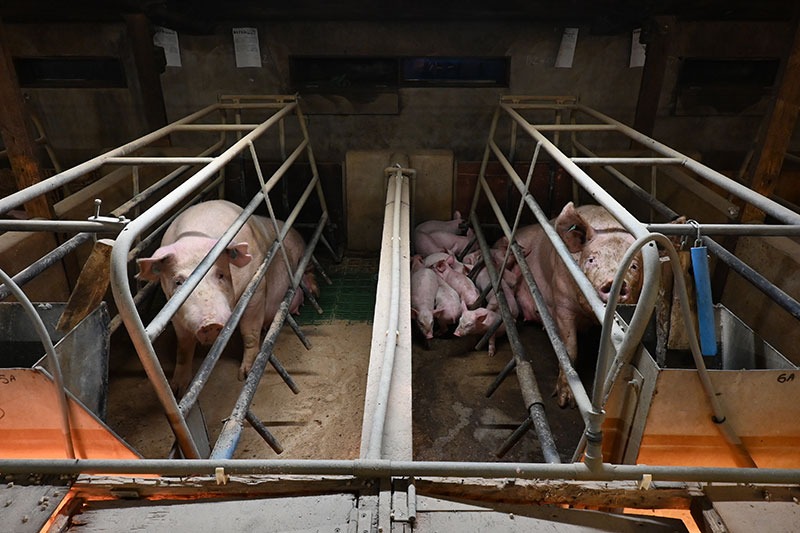 Call for an end to cruel factory farming | World Animal Protection UK ...