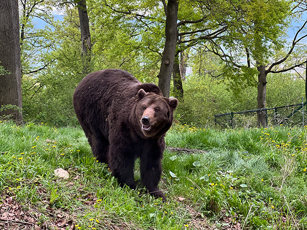 Our free Will offer | World Animal Protection UK | Take action