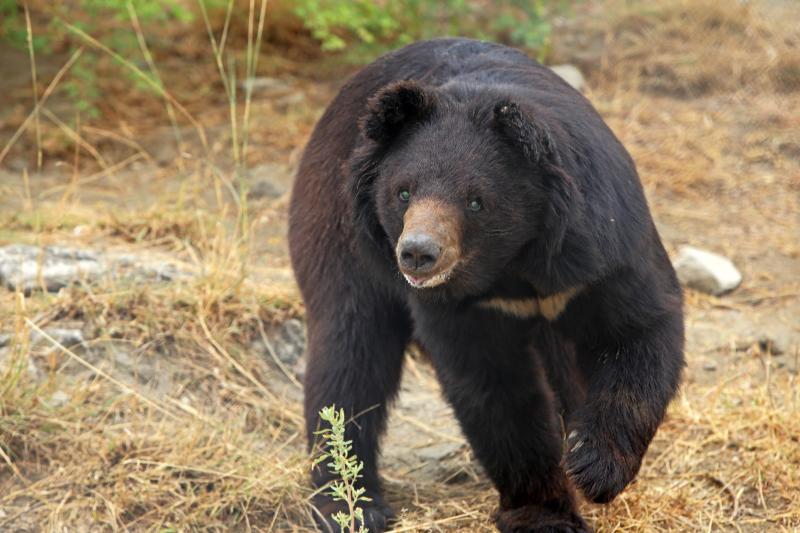 Be a voice for captive bears | World Animal Protection UK | Take action
