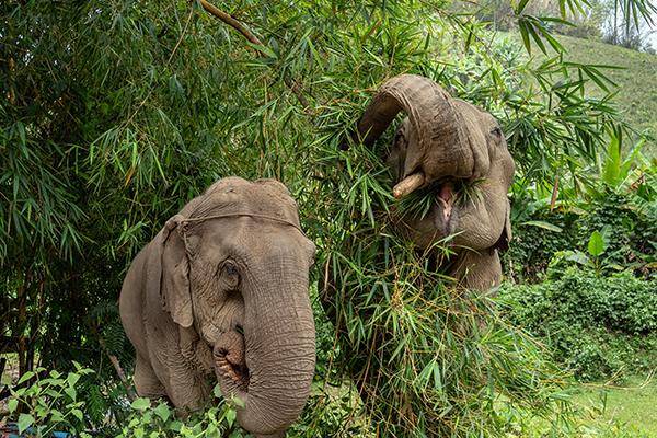 Thank you for taking action | World Animal Protection UK | Take action